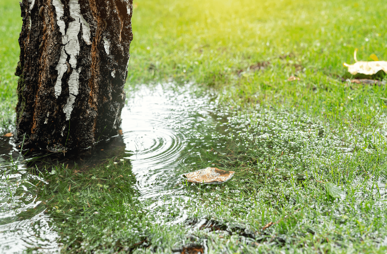 12 Ways To Get Rid Of Standing Water in Your Yard